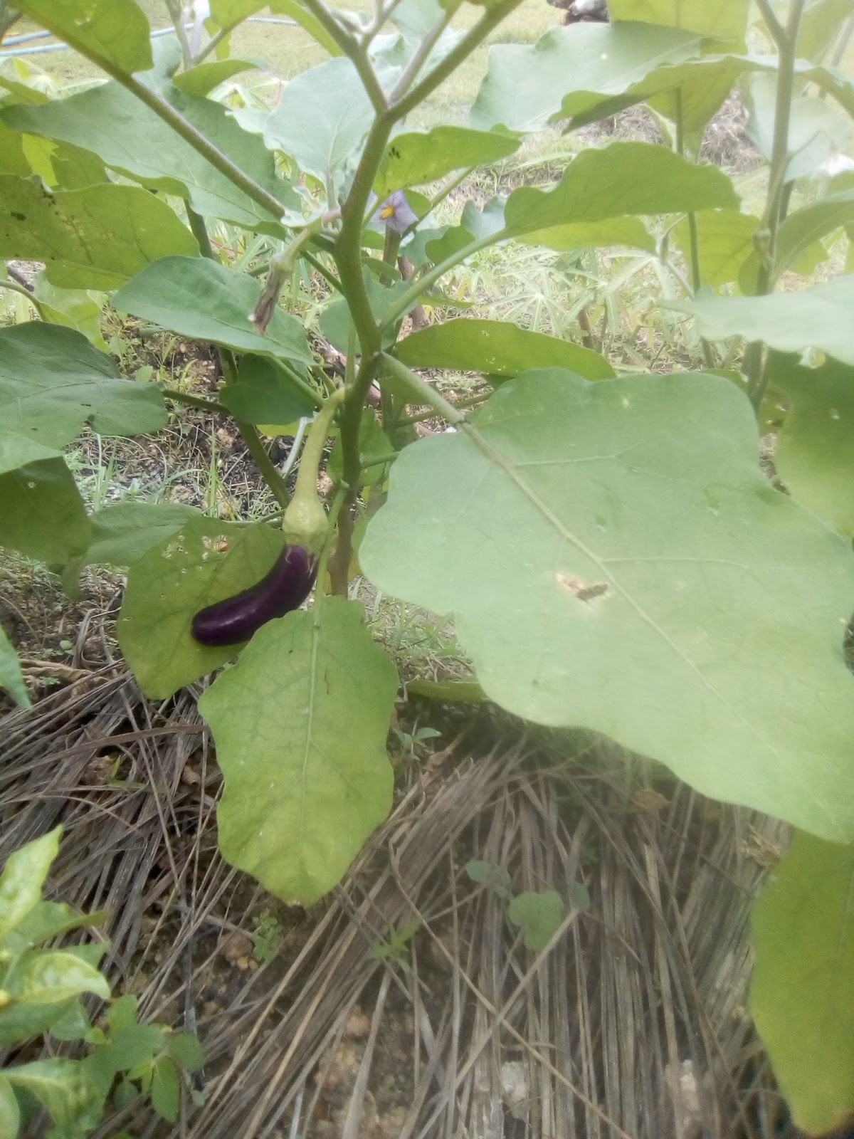 Jom Tanam Sayur ( JTS ) : Pokok Terung Ungu PanjangJom Tanam Sayur (JTS ...