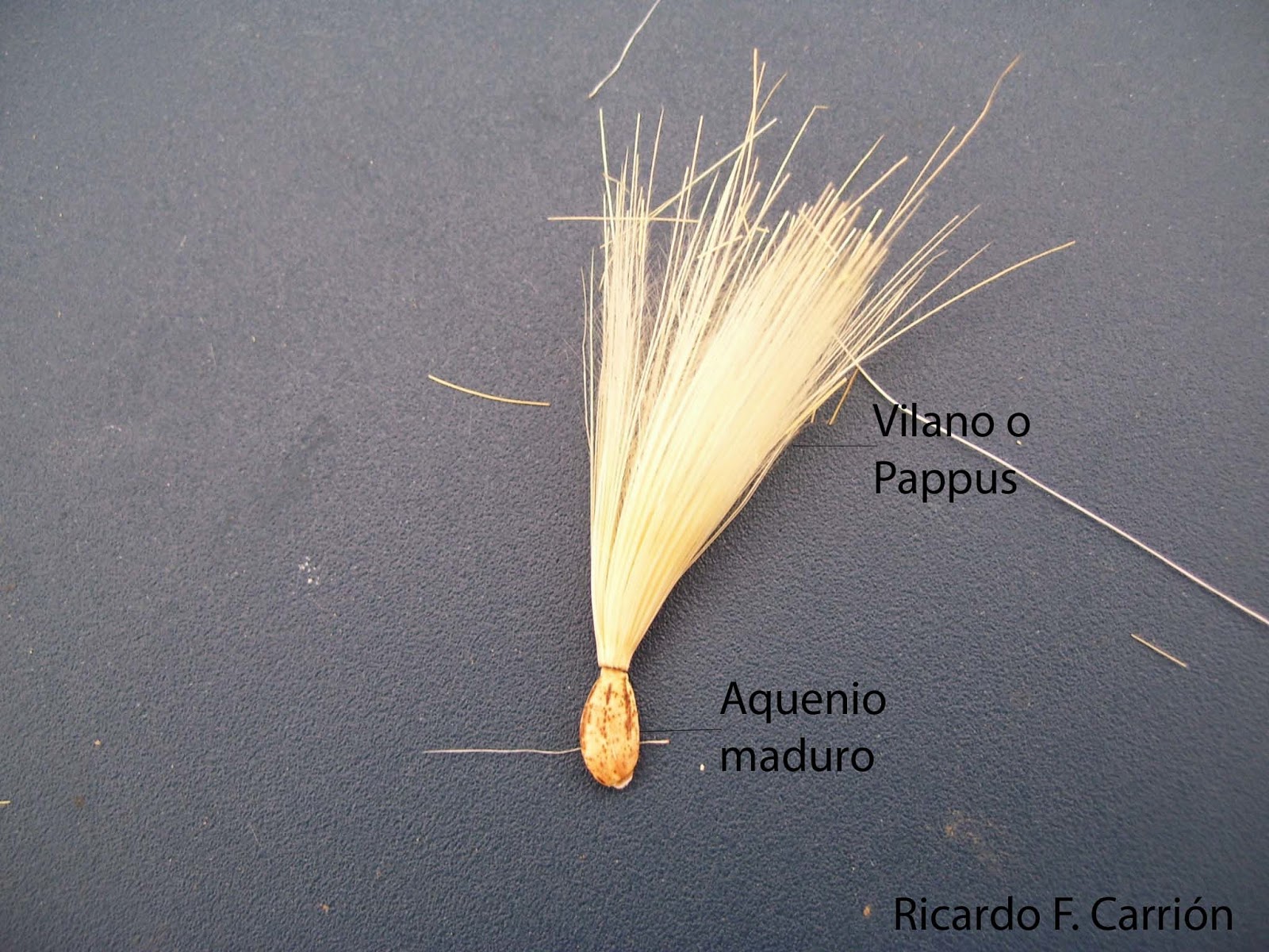Plantas flores y cultivos: La flor de la alcachofa