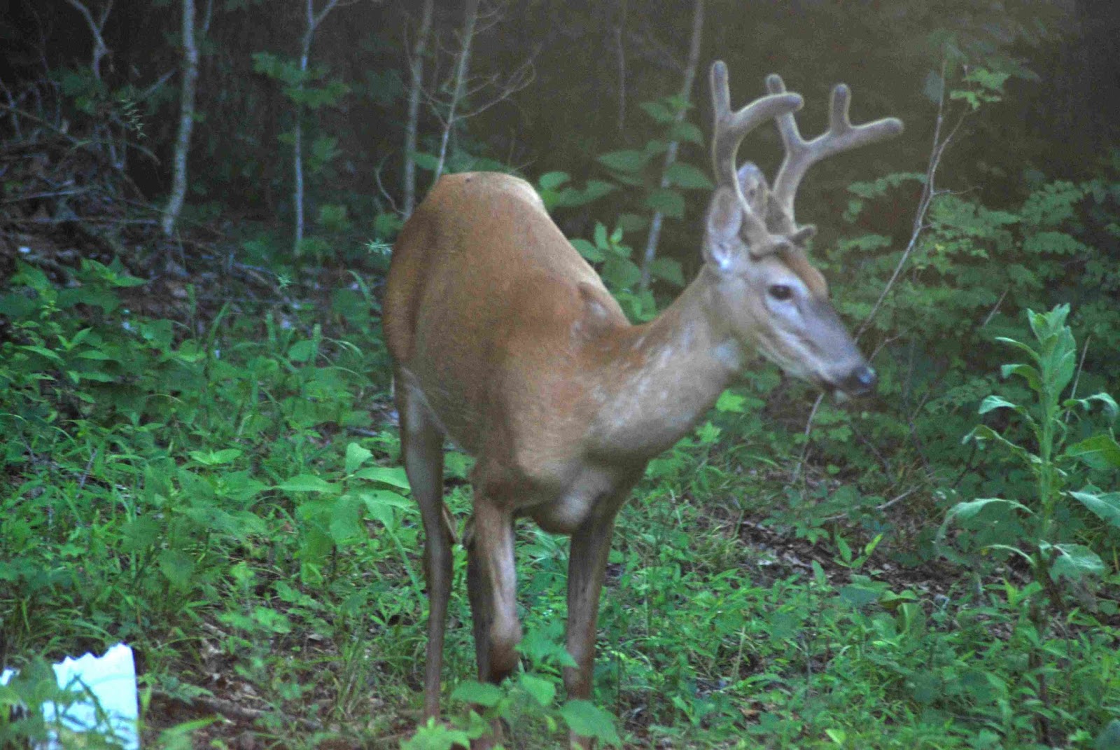 Old field Studio: Mr. Buck