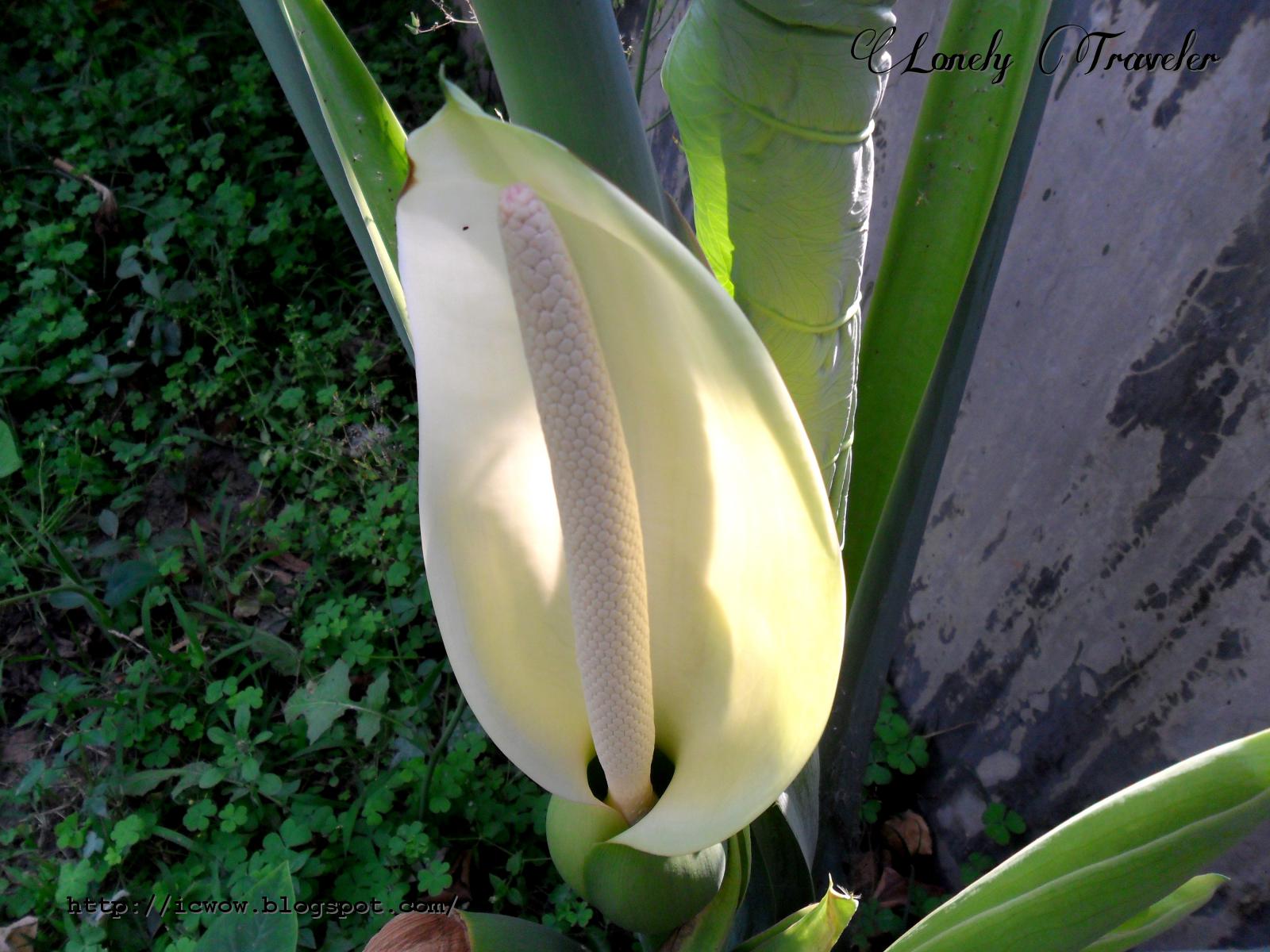 Giant taro - Alocasia macrorrhiza