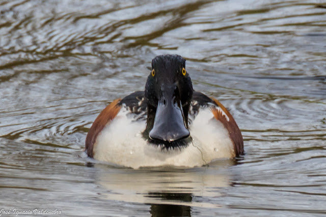DocNatureBlog: Un bello pato con un pico muy adaptado. Cuchara común ...