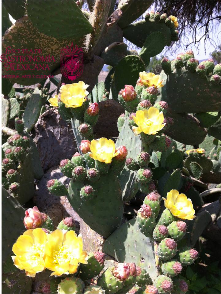 Sobreviviendo: Ανθισμένοι κάκτοι - Nopal florecido