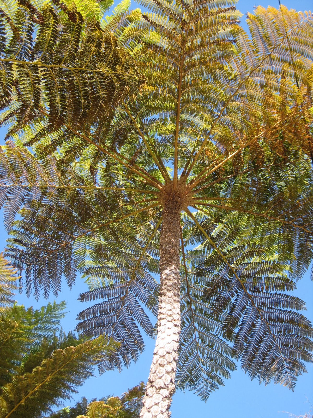 Trees of Santa Cruz County: Cyathea cooperi - Australian Tree Fern