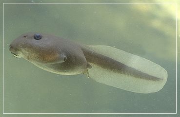 Anfíbios: Curiosidades sobre a alimentação dos girinos