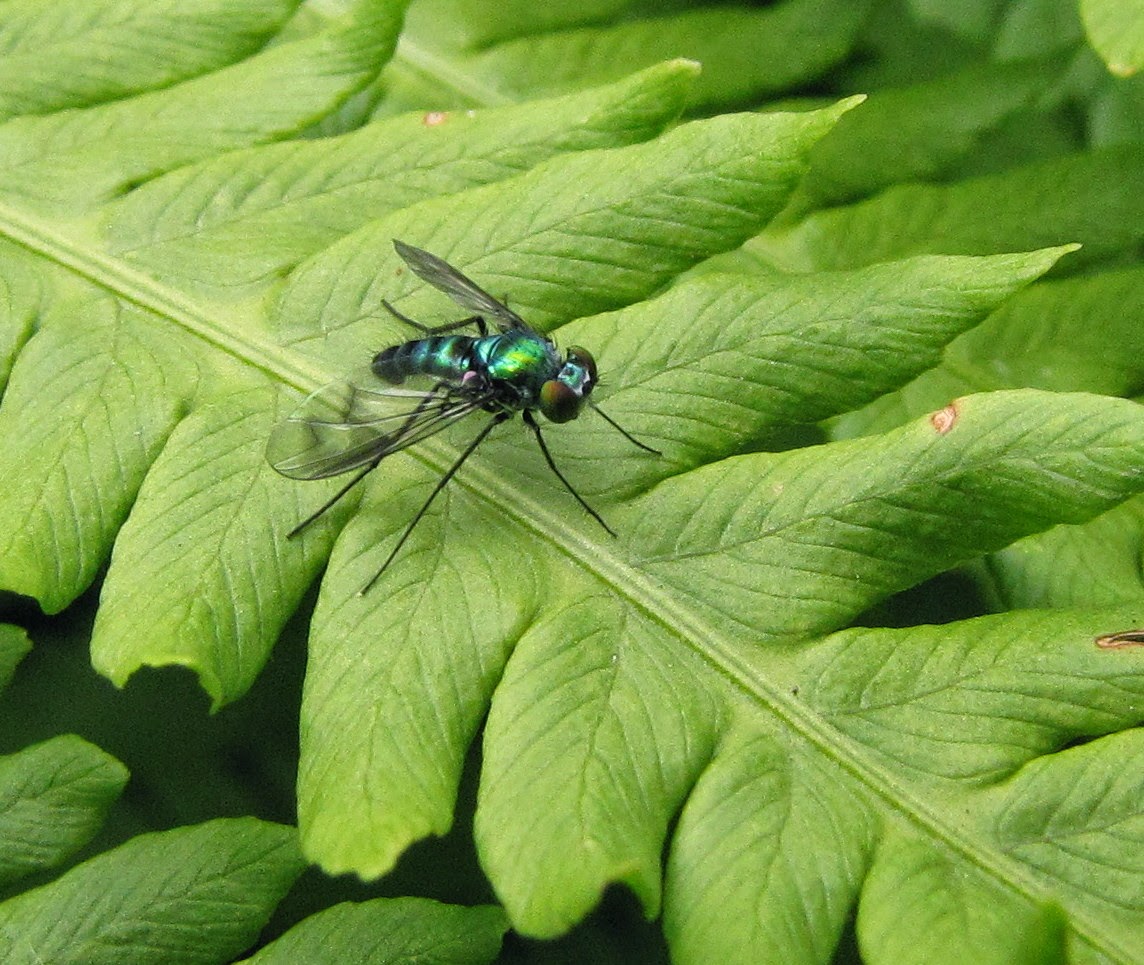 Bug Eric: Long-legged Flies