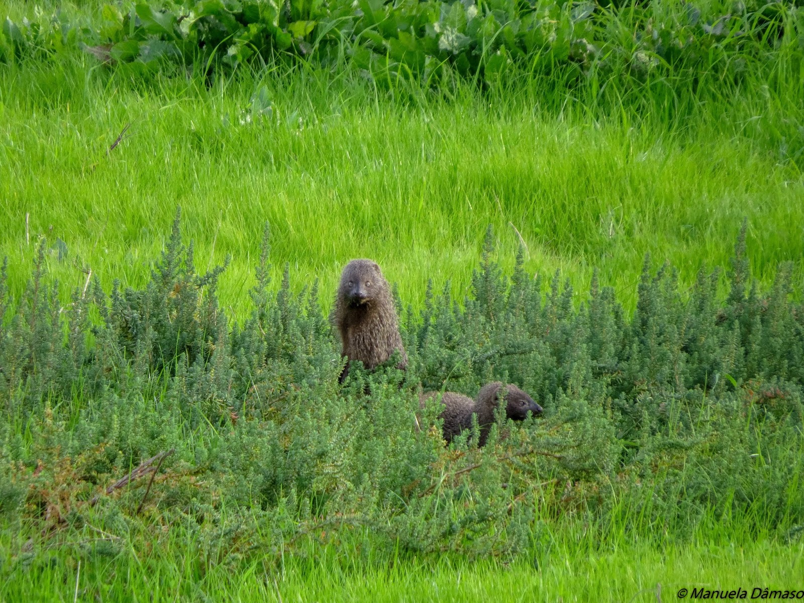 Voando na Natureza: Saca-rabos