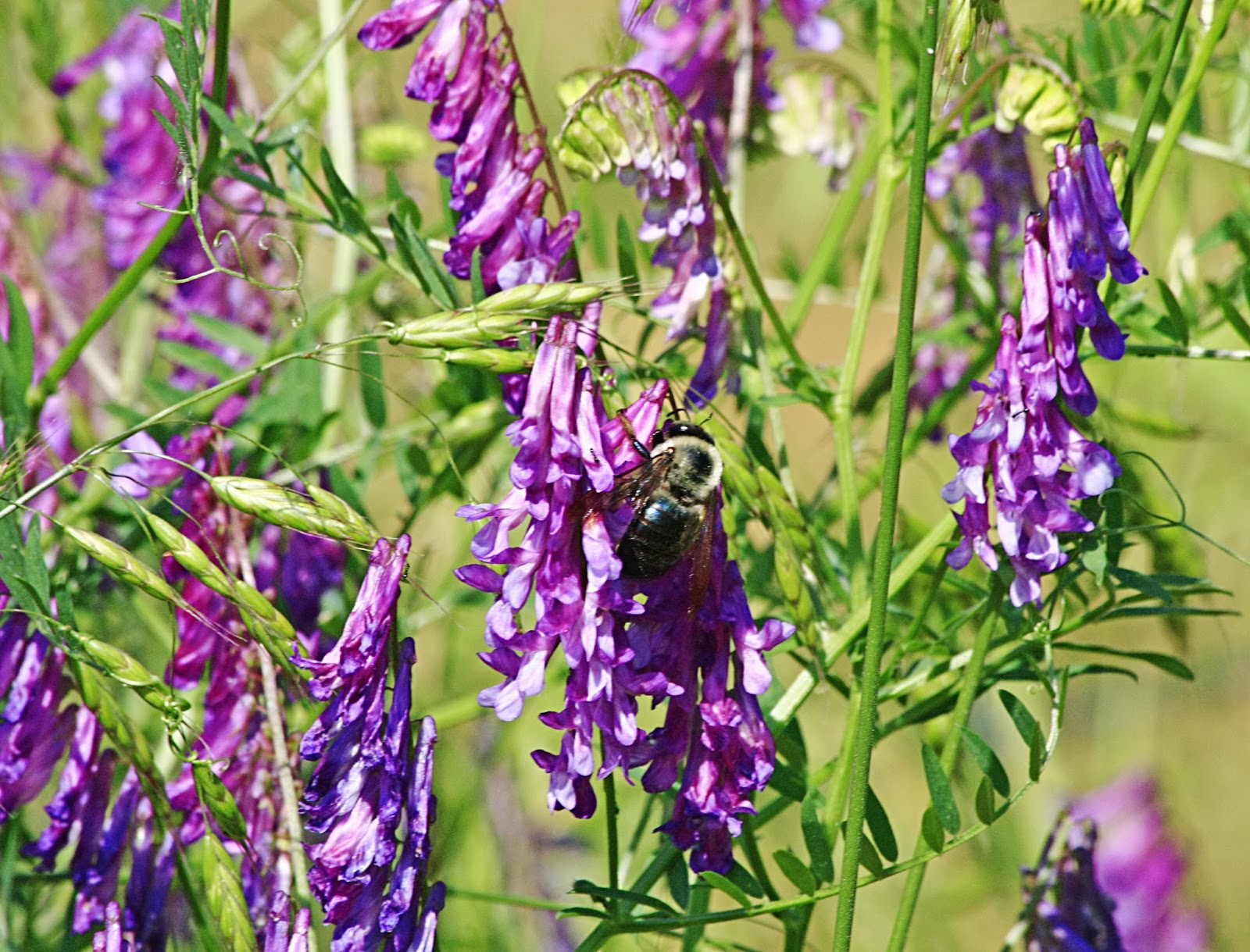 cow vetch | Naquillity