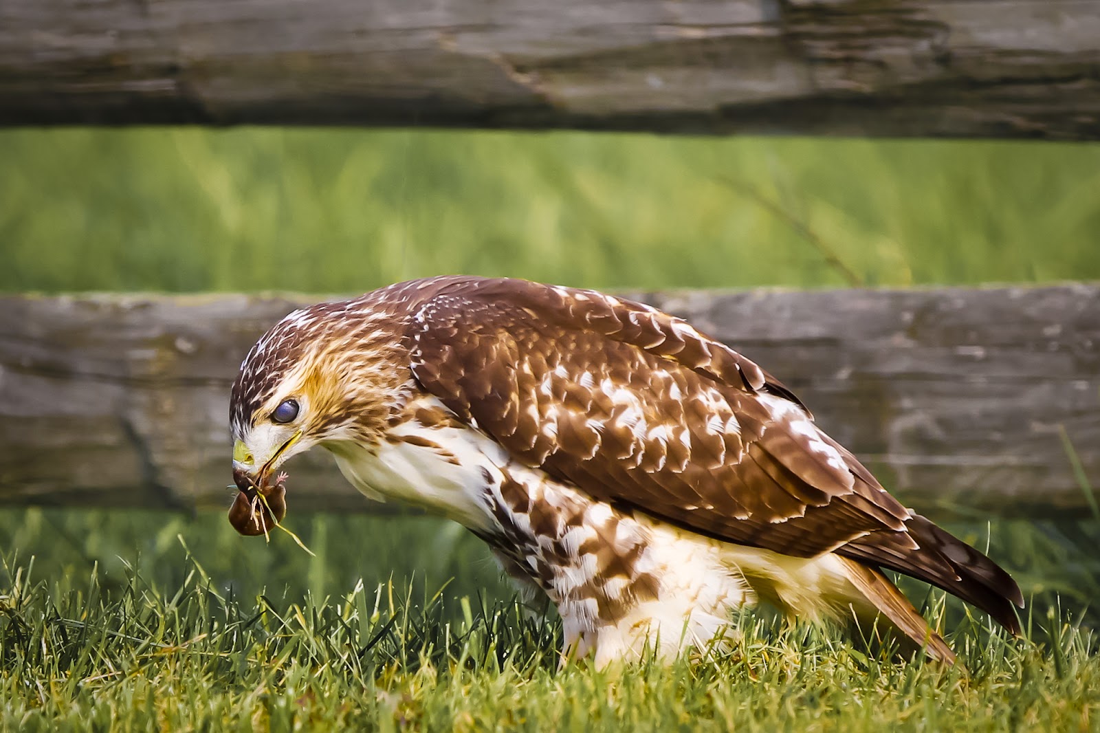 S. Birdsall Photography: Oh POOP, Did You See That Hawk?