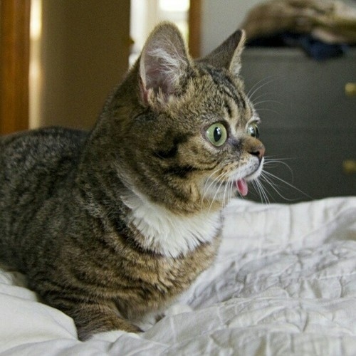 Meet this cute Lil Bub (25 pics) | Amazing Creatures