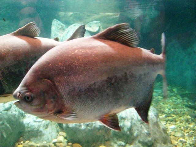 Nong Khai's Aquarium - A Closup look At The Mekong River Fish