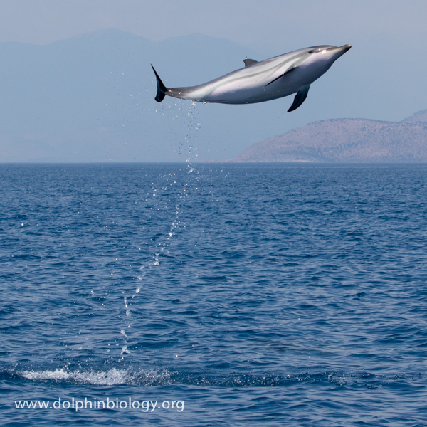 Dolphin Biology and Conservation: Super-high jump