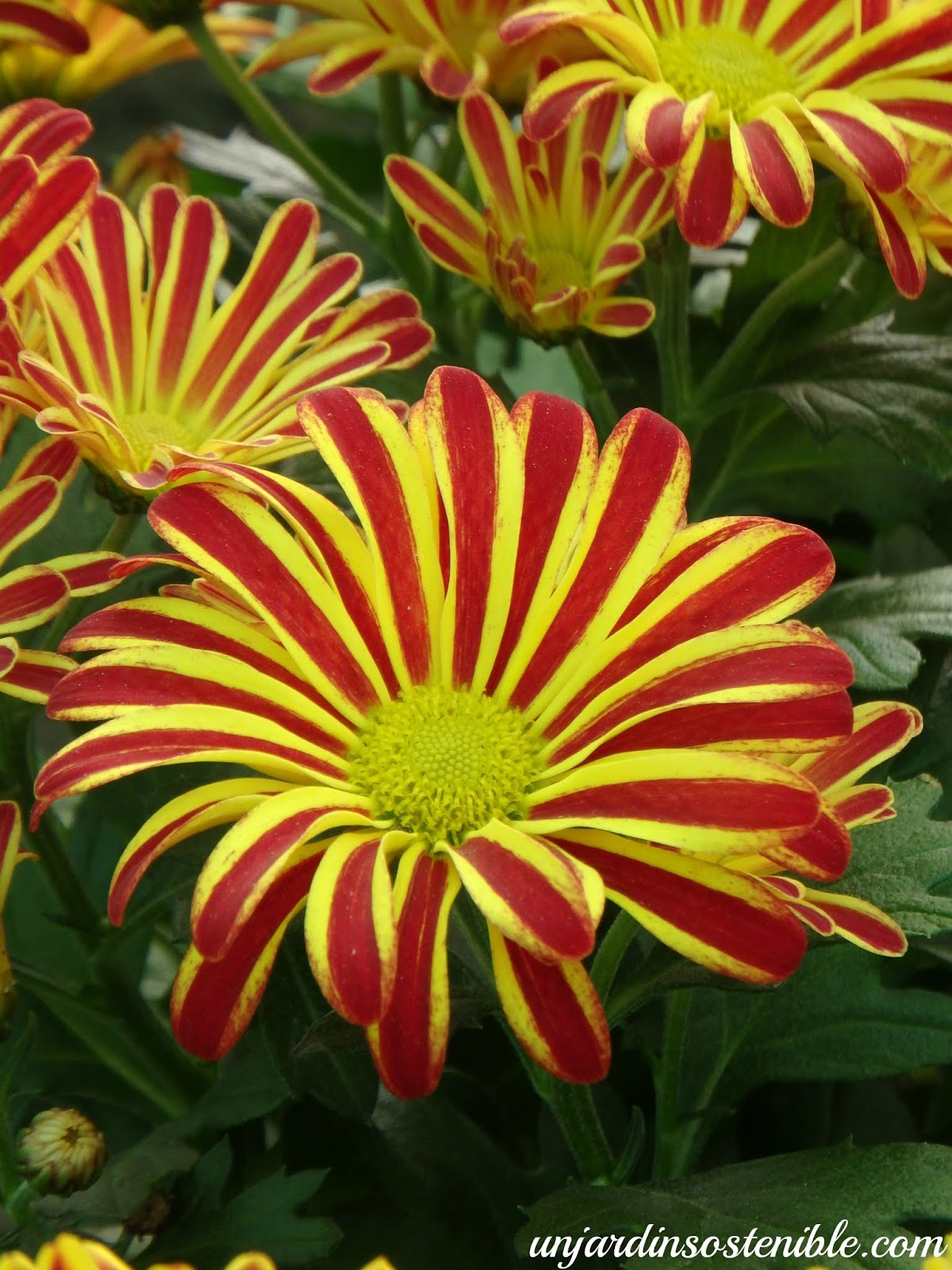 Crysanthemum sp (Crisantemo)