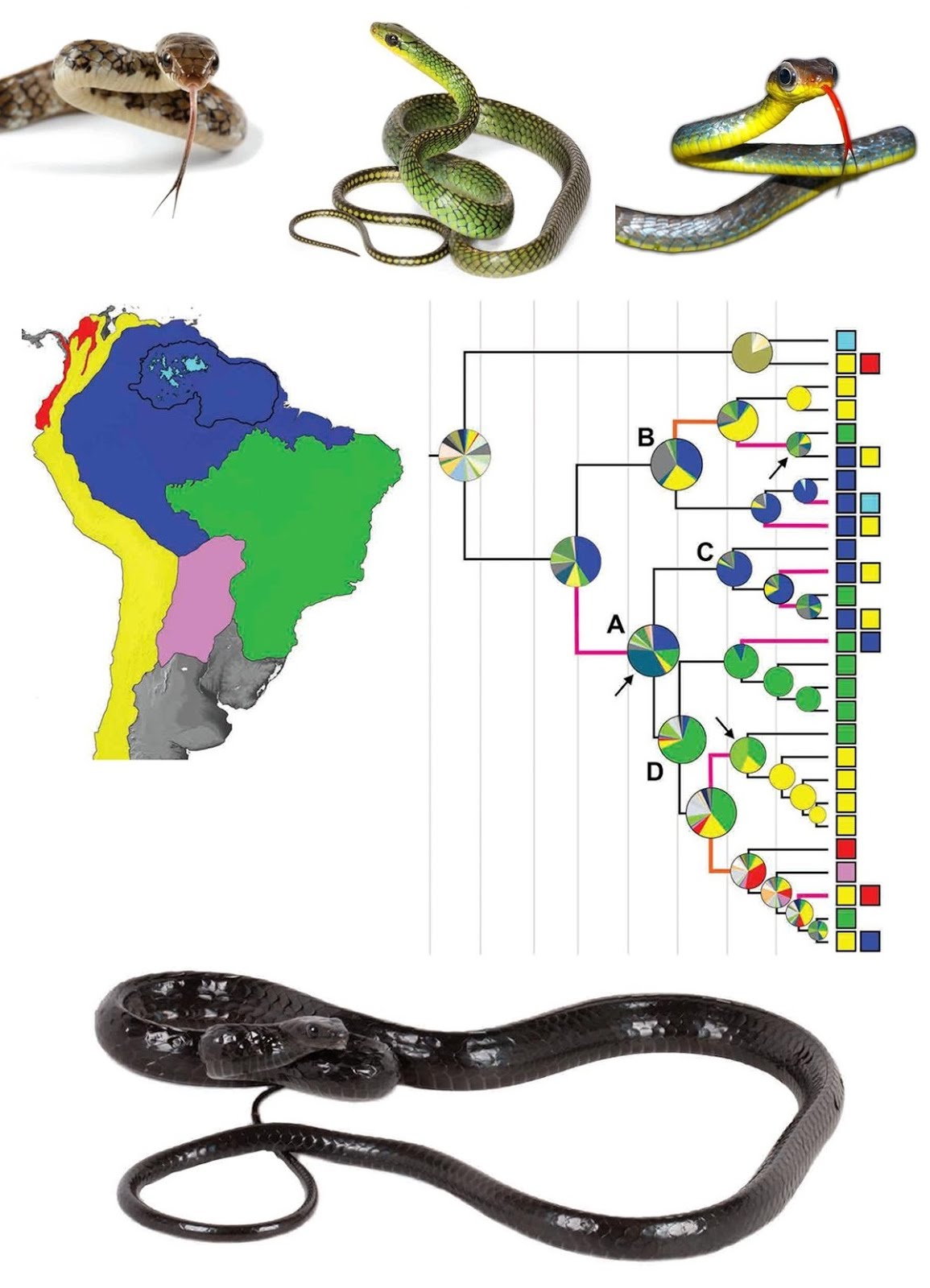 Species New to Science: [Herpetology • 2019] Phylogeny, Diversity and ...