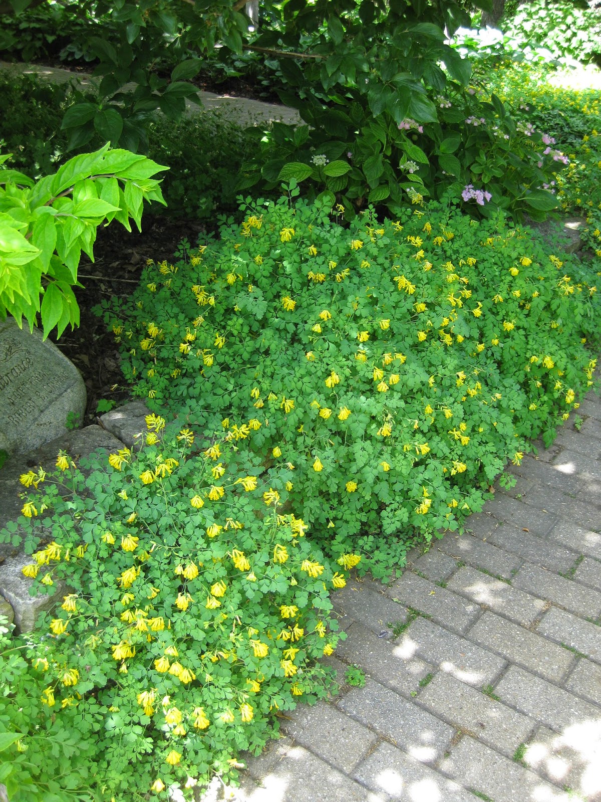 Rotary Botanical Gardens - Hort Blog: Yellow Fumitory (Corydalis lutea)