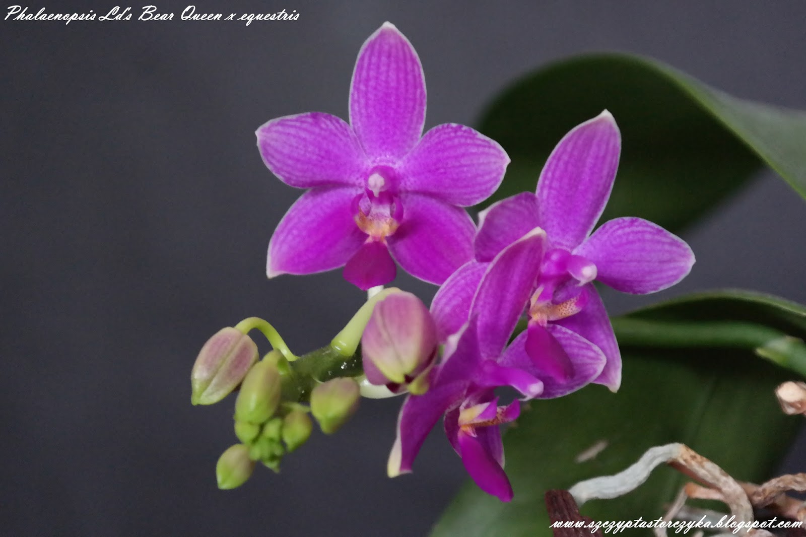 Phalaenopsis Ld's Bear Queen x equestris