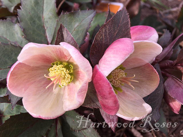 Hartwood Roses: Flowers on Friday: Hellebores!