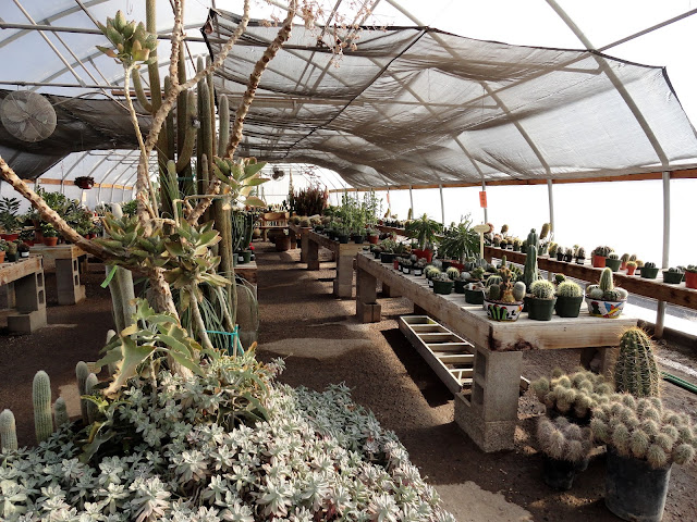 danger garden: Meanwhile, back at the Cactus Ranch...