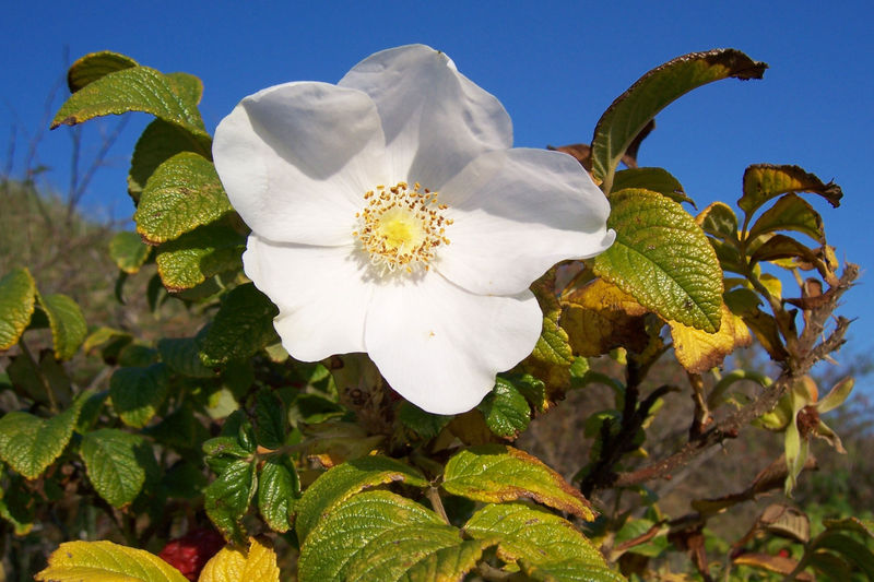 Flowerpedia: Rosa Rugosa