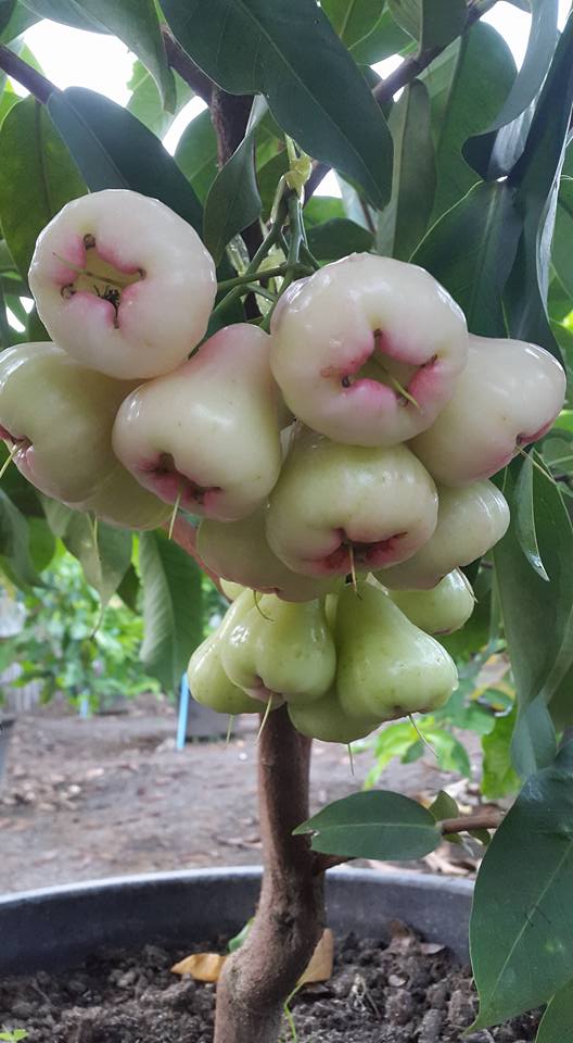 MARIHAT JAMBU MADU: SEJARAH JAMBU MADU DELI HIJAU (MDH)