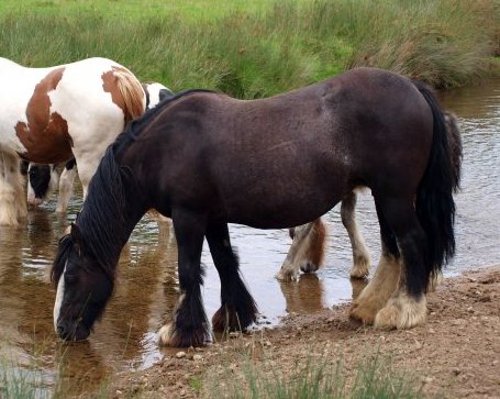 Featured Stallions & Studs