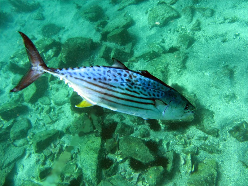 AQUATICHYK: WATSON'S LEAPING BONITO / Cybiosarda elegans