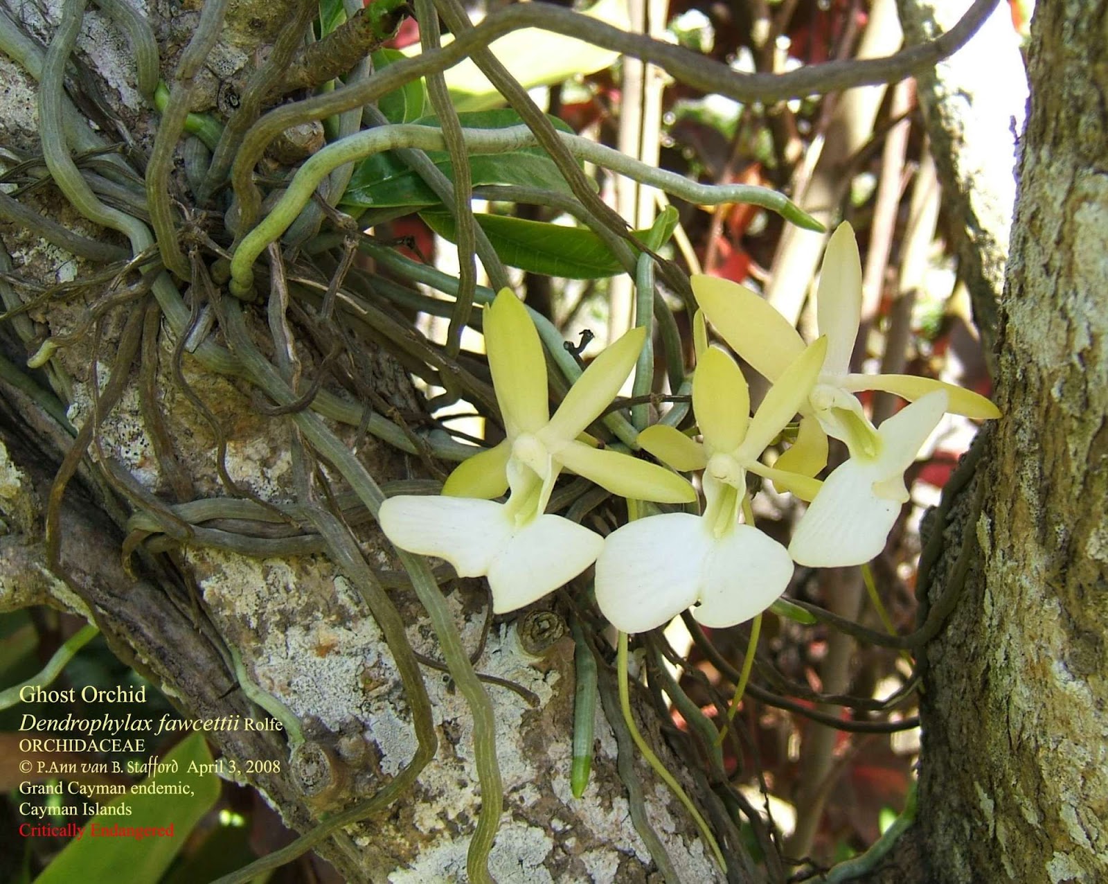 CaymANNature: Cayman PLANTS