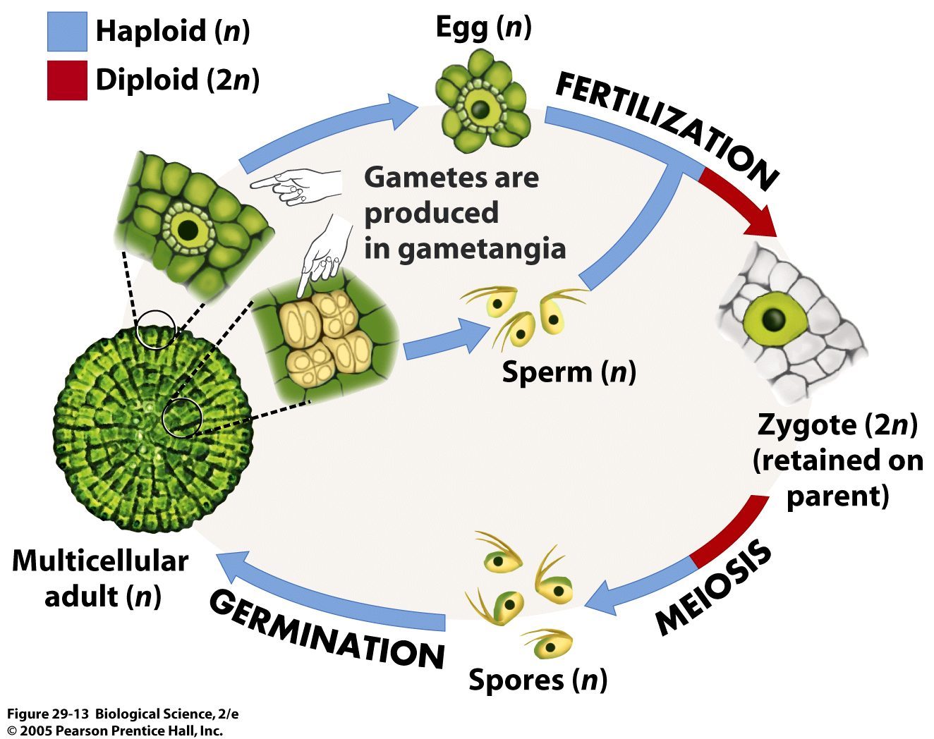 bambang wahyudi: CHLOROPHYTA (CHLOROPHYCEAE) GREEN ALGAE