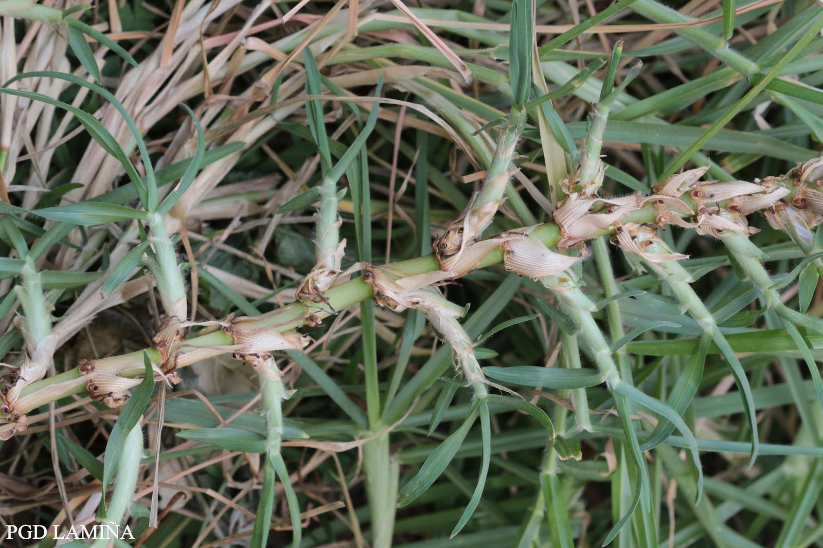 PENNISETUM CLANDESTINUM. kikuyo. pasto africano.
