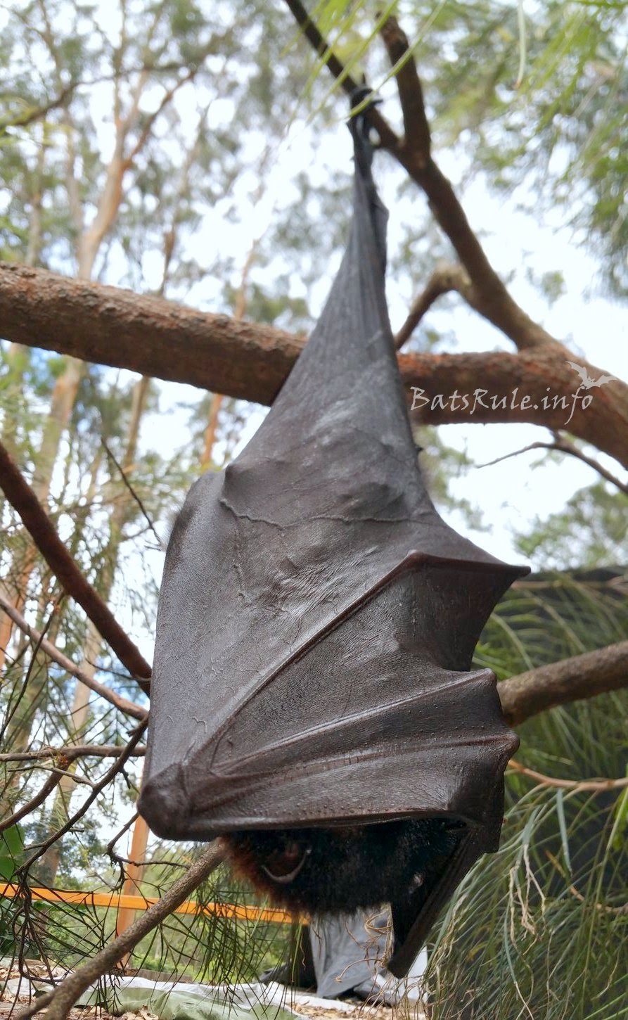 Rehab - Megabats, baby bat, Microbat