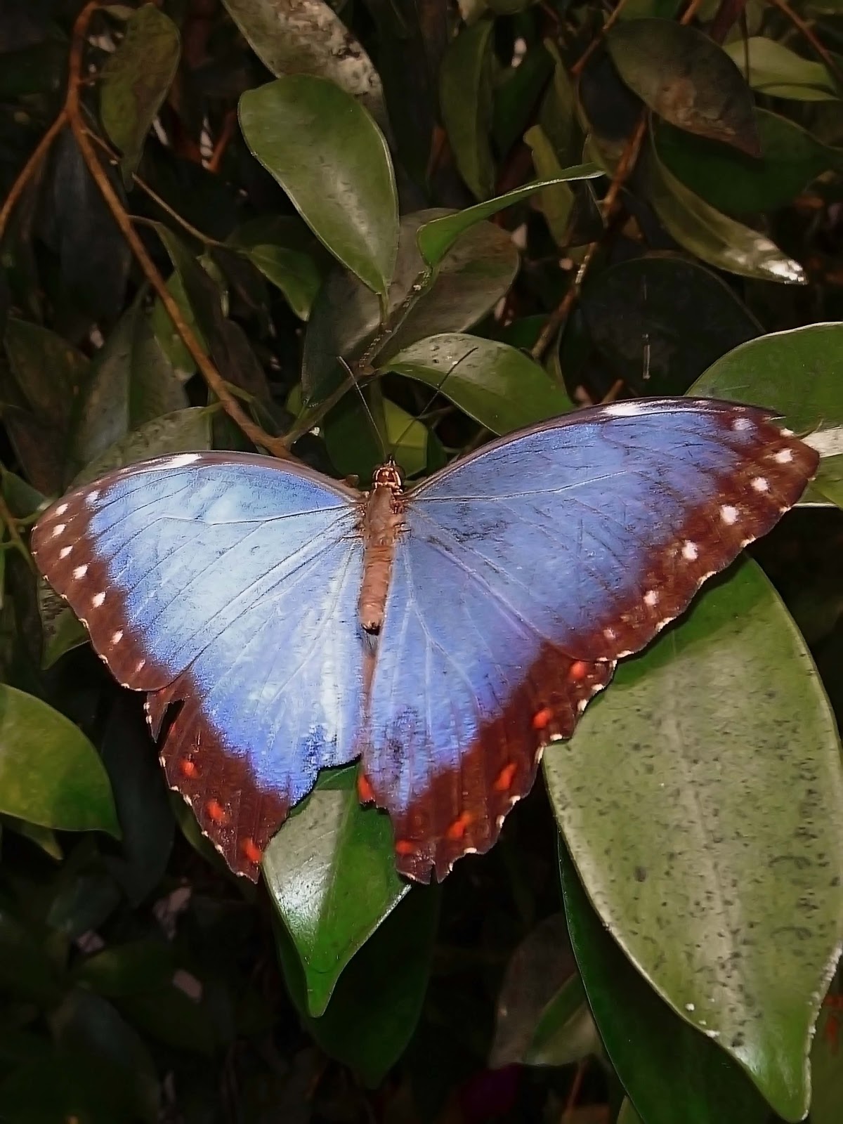 gli insetti: Farfalla