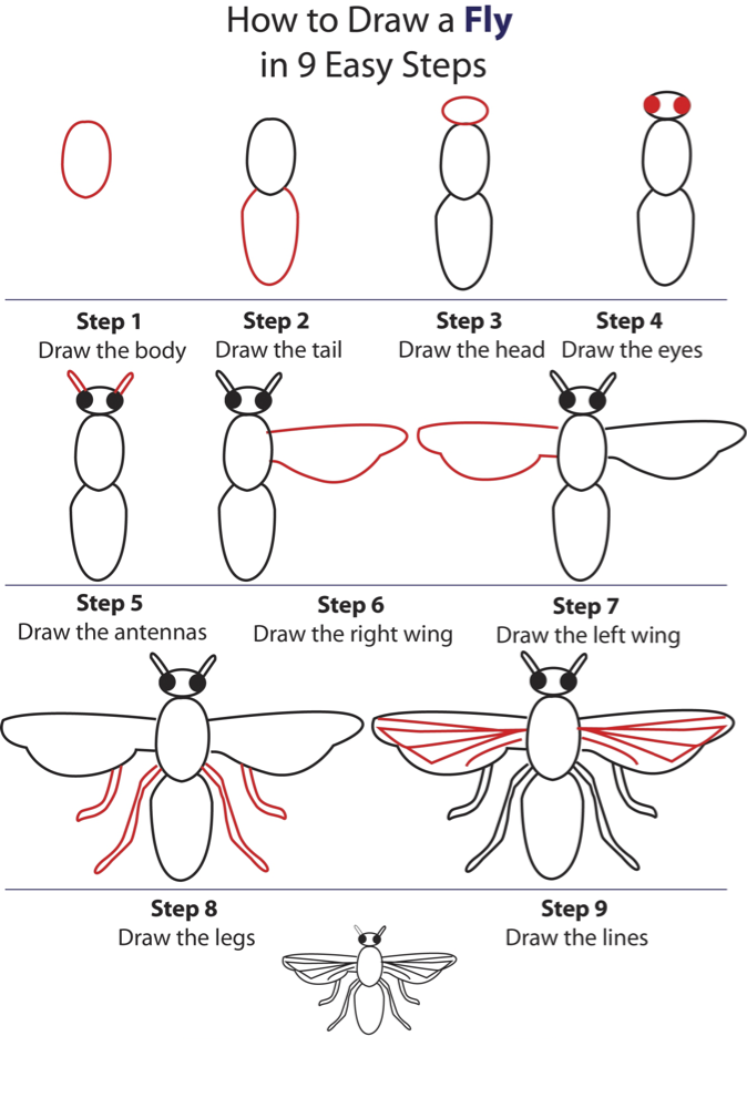 How to Draw Fly - How to Draw Animal
