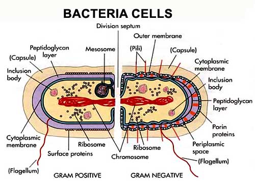 Get Aware of Common Bacteria Infections - Causes Symptoms Natural Cures ...