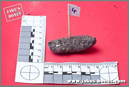 Dissecting bird pellets : Jake's Bones