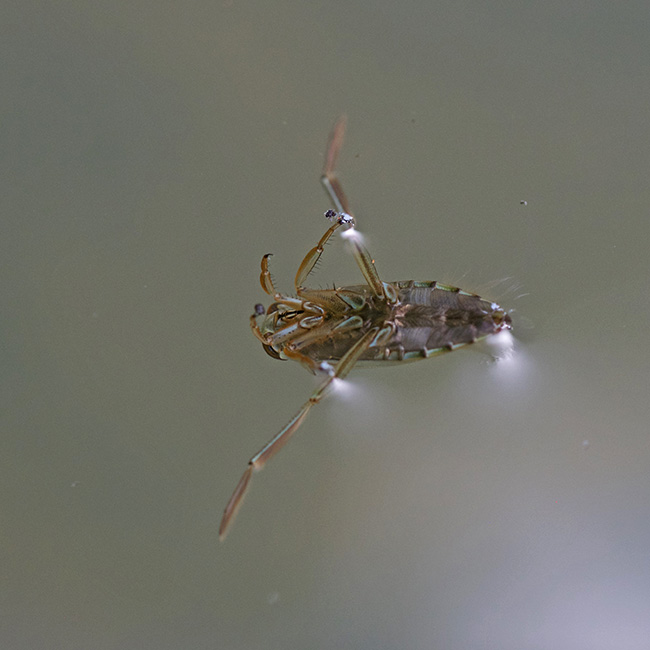 ムシをデザインしたのはダレ？: backswimmers マツモムシ