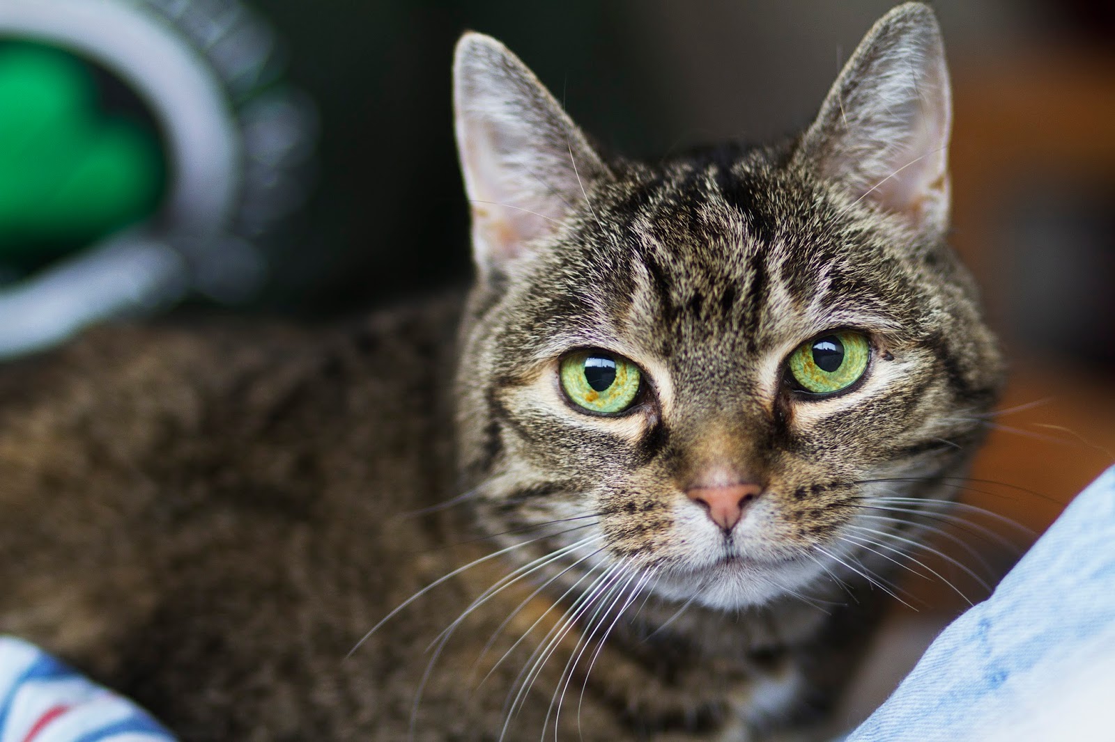 Veterinary Specialists & Emergency Services: The "Blocked" Cat