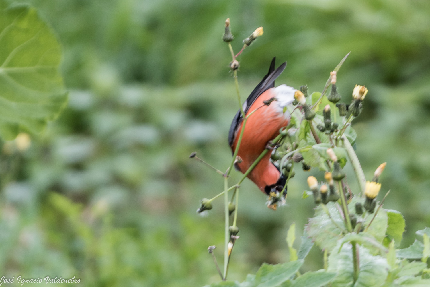 DocNatureBlog: Colorín, colorado, éste pájaro me ha encantado ...