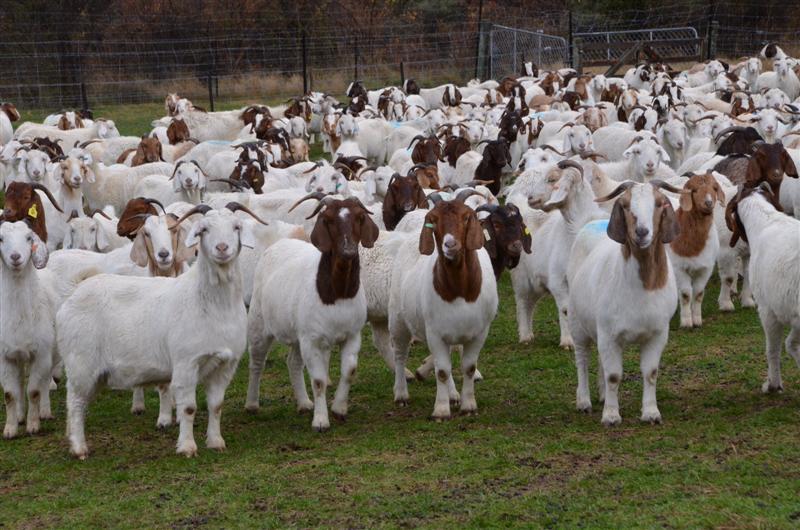 What is Goat Farming?