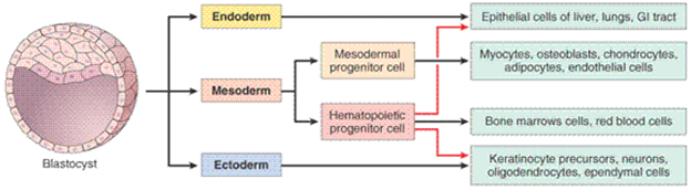 Dentistry and Medicine: Regeneration healing (repair)-General Pathology ...