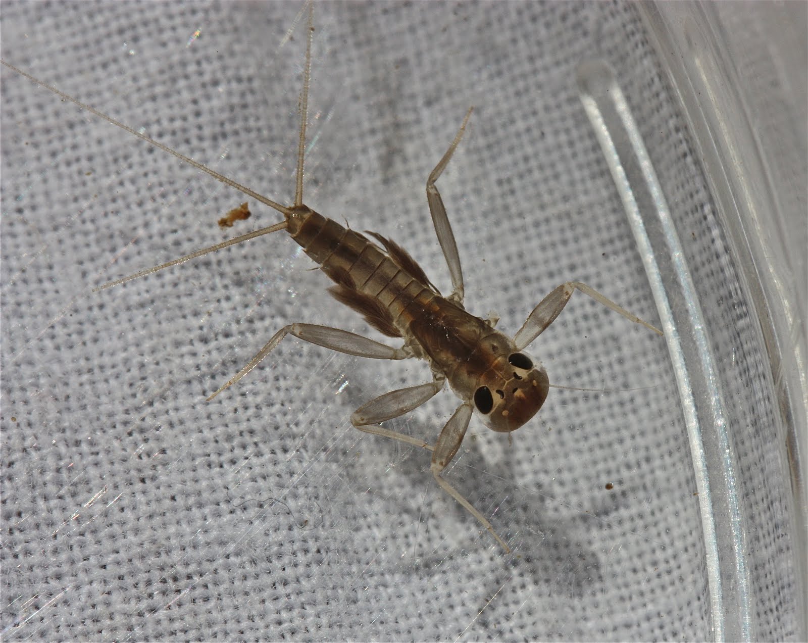 Aquatic Insects of Central Virginia: Flatheaded Mayflies (family ...