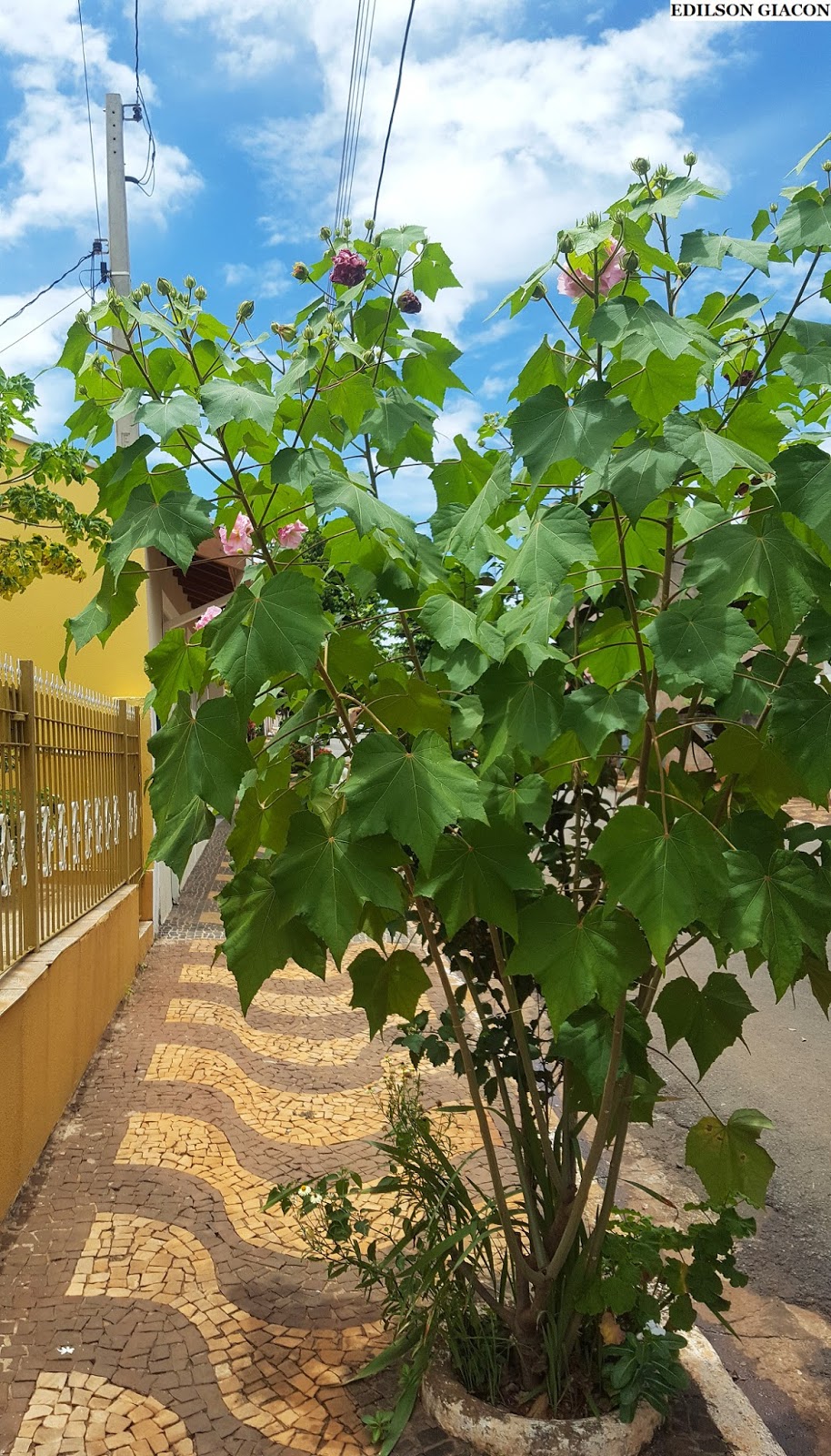 Viveiro Ciprest - Plantas Nativas e Exóticas: Rosa Louca ou Rosa Maluca ...