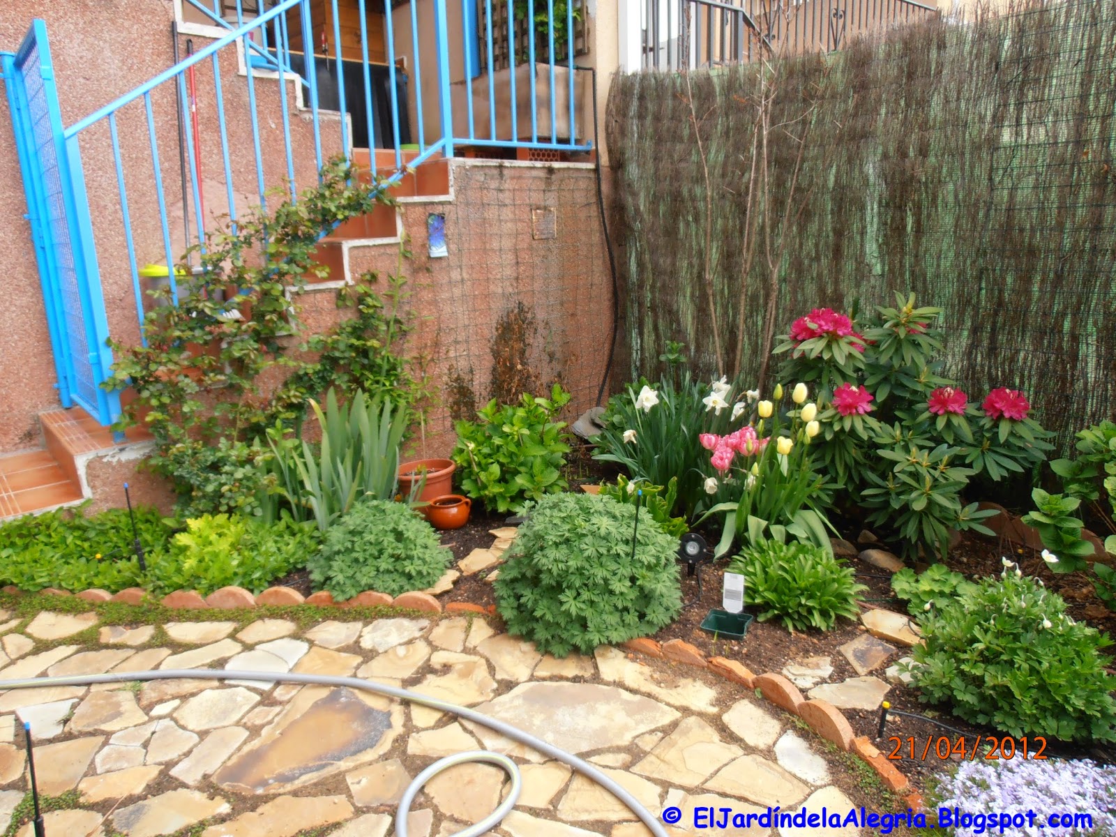El jardín de la alegría : Cómo plantar un rododendro (Rhododendron)