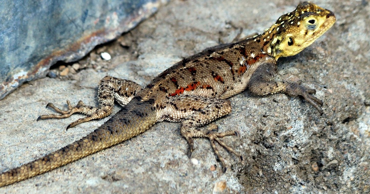 Skeptophilia: Nuclear spy lizards