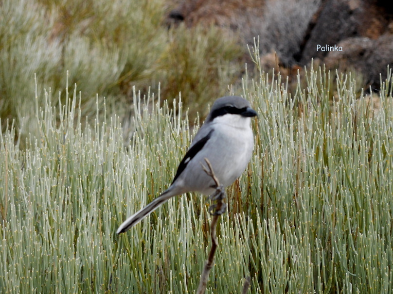 En Busca del Hada Azul: Teide