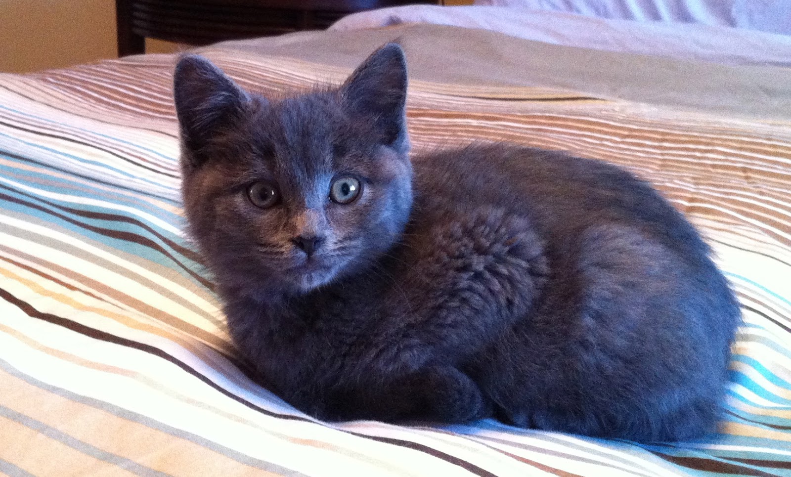 Kevin's Miniatures & Hobby Table: Step-by-Step: Judicator Colossal