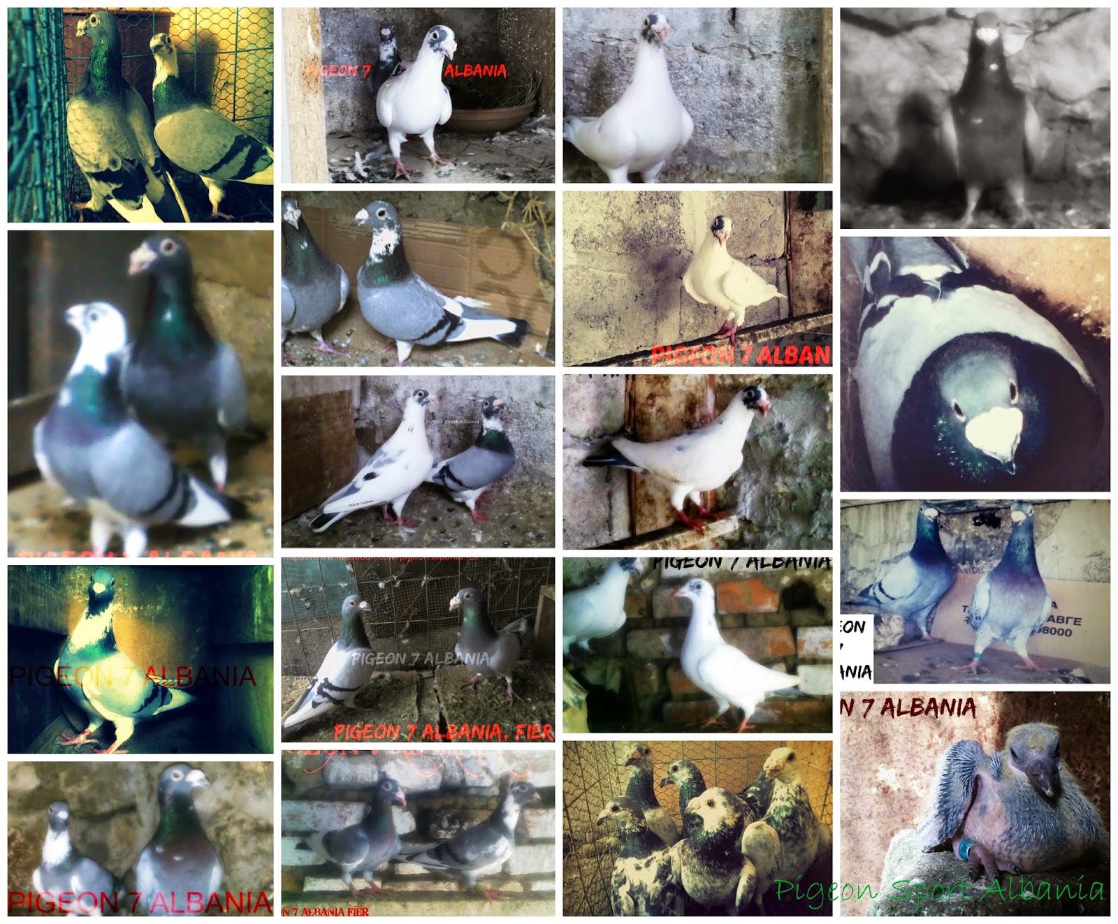 PIGEON SPORT ALBANIA: Pellumba Hunderra (Pigeon Sport Albania)