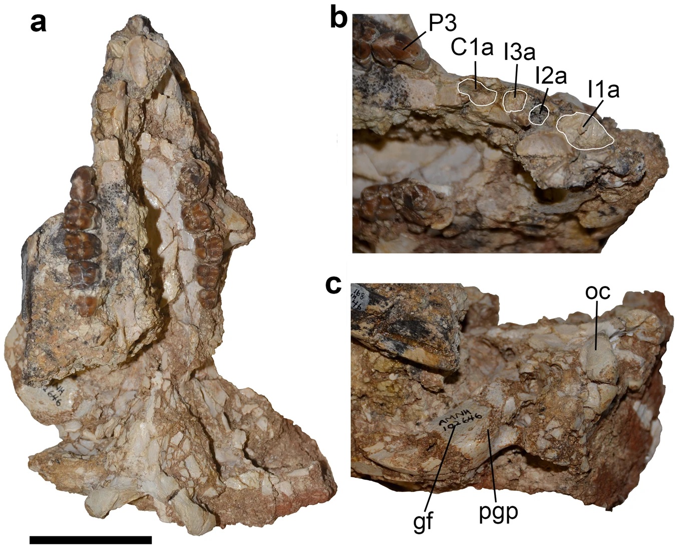 Species New to Science: [PaleoMammalogy • 2020] Mukupirna nambensis • A ...