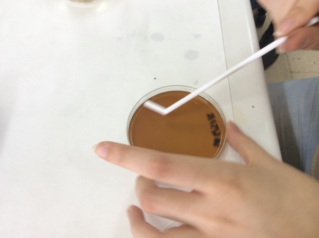 Microbiología: Sesión 6 Práctica 8: Recuento en placa de Salmonella