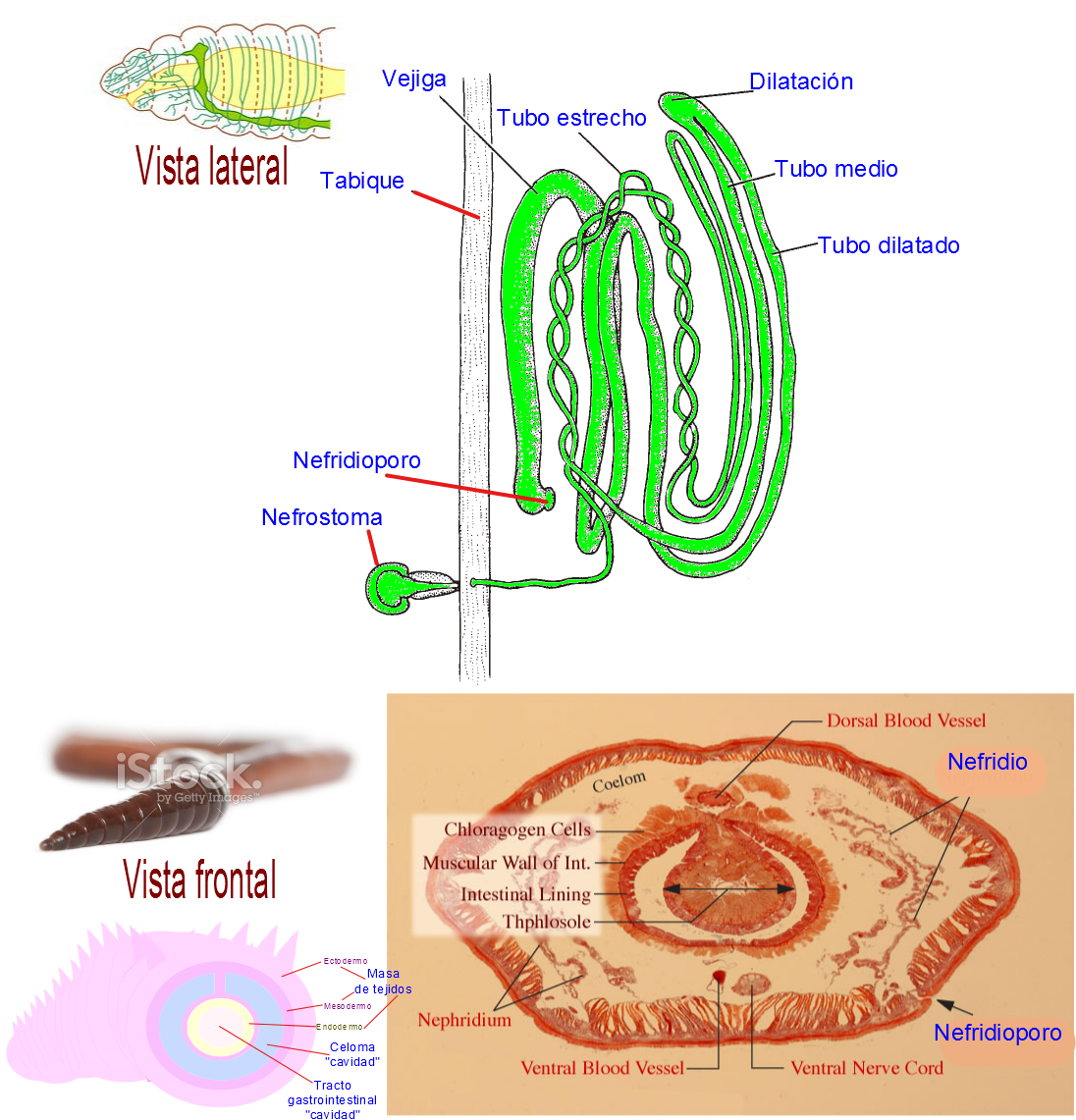 Ciencias de Joseleg: 7 EXCRECIÓN EN LOS ANÉLIDOS