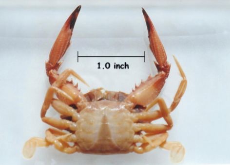 Southwest Florida Shoreline Studies: Gulf crab