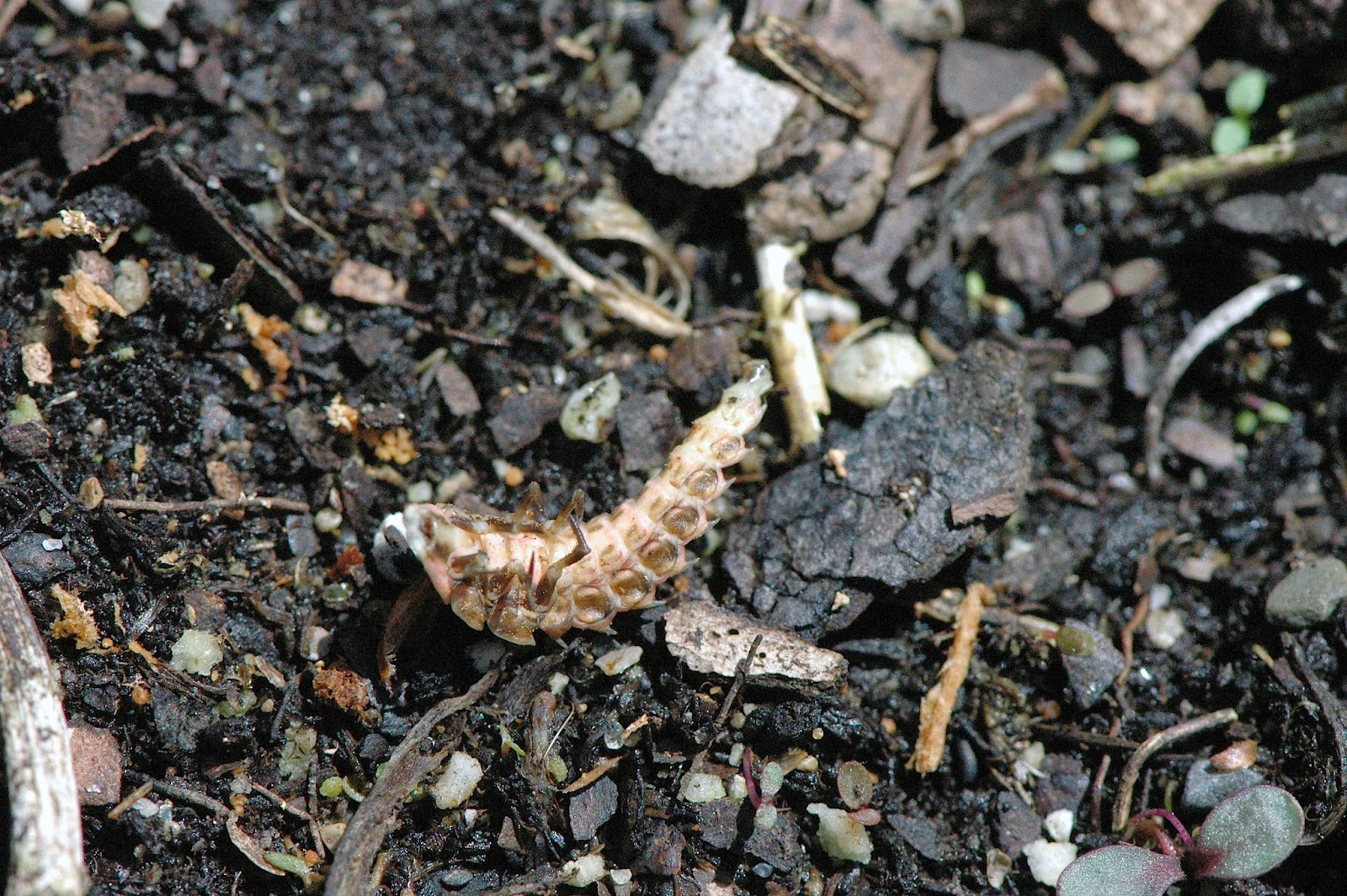 Field Biology in Southeastern Ohio: Springtime, I can DIG it.